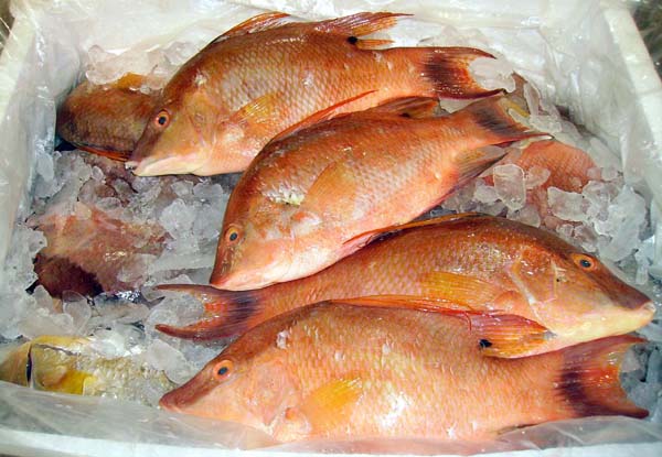 Montes Seafood Emporium wholesale seafood dealer and distributor ...